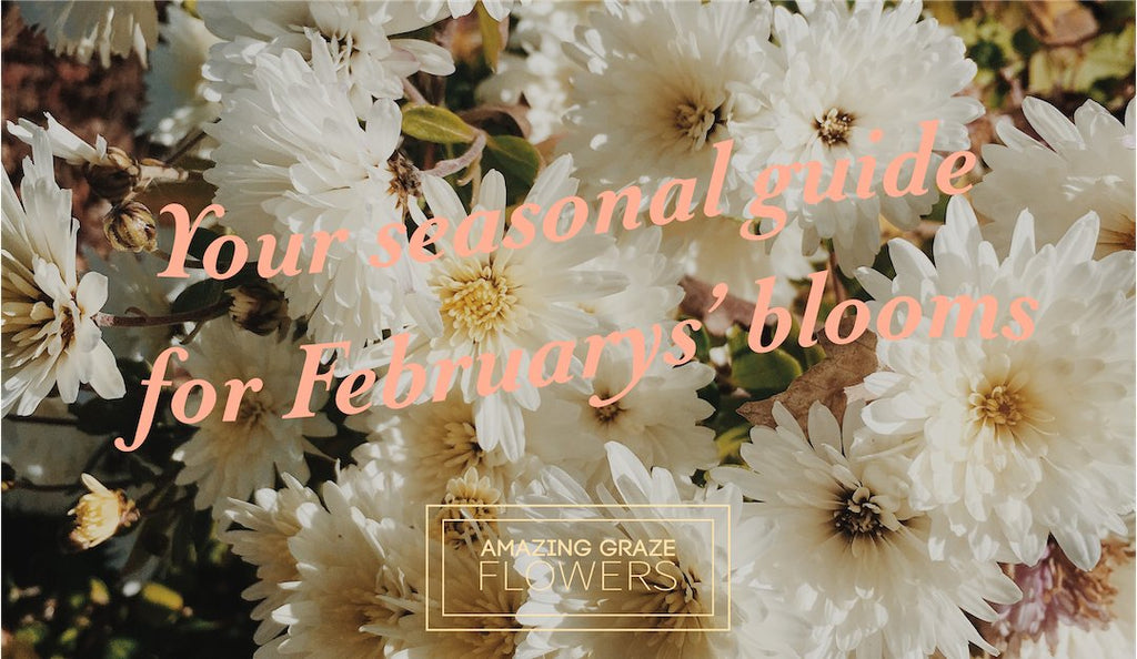 Your Seasonal Guide to Februarys Blooms – Amazing Graze Flowers